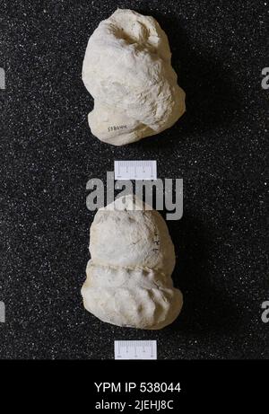 Mariella (Wintonia) bosquensis (Adkins, 1920 Stock Photo - Alamy