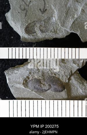 Lingula sp., brachiopod Stock Photo - Alamy