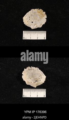 Streptorhynchus kempei Andersson, 1914 Stock Photo - Alamy