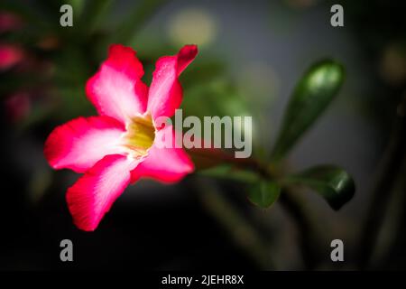 Bunga kamboja pink Stock Photo - Alamy