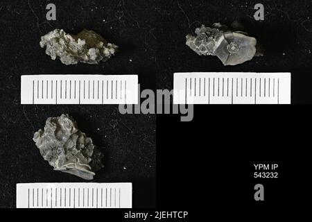 Gennaeocrinus variabilis Kesling & Smith, 1962 Stock Photo - Alamy