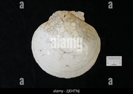 Entobia isp.; borings on pectin; large and small Stock Photo - Alamy