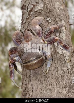 The Coconut or Robber Crab is found through-out the Indian Ocean and ...