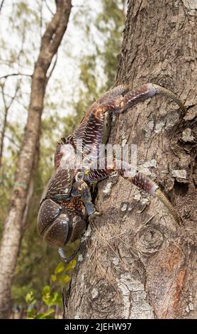 Hermit Crab climbing a Coconut Tree, Rangiroa, French Polynesia Stock ...