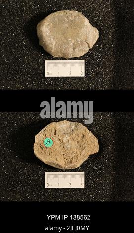 Productus (Dictyoclostus) sp Stock Photo - Alamy