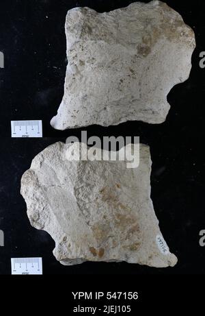 Subprionocyclus percarinatus (Hall & Meek, 1856 Stock Photo - Alamy