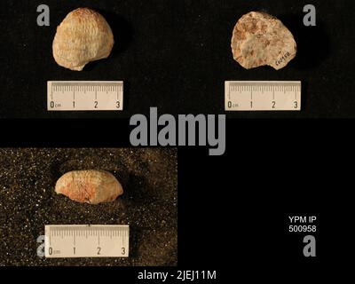 Juresania nebrascensis (Owen Stock Photo - Alamy