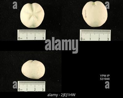 Linthia variabilis Slocom, 1909 Stock Photo - Alamy