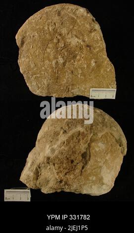 Maclurina manitobensis Whiteaves, 1890 Stock Photo - Alamy