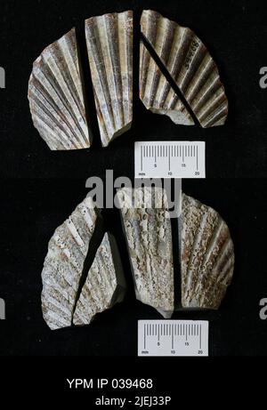 Argopecten irradians (Lamarck, 1819 Stock Photo - Alamy