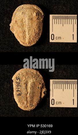 Elrathia kingi (Meek Stock Photo - Alamy