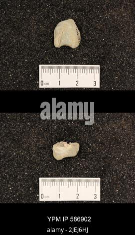 Rhynchotrema capax (Conrad Stock Photo - Alamy