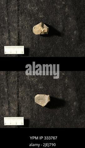 Trinucleus, a fossil trilobite Stock Photo - Alamy