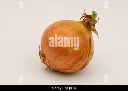Onion bulb starting to sprout with new growth. Allium cepa liliaceae ...