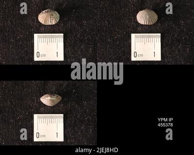 Platystrophia morrowensis (James Stock Photo - Alamy