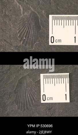 Cardiola palmata (Goldfuss Stock Photo - Alamy