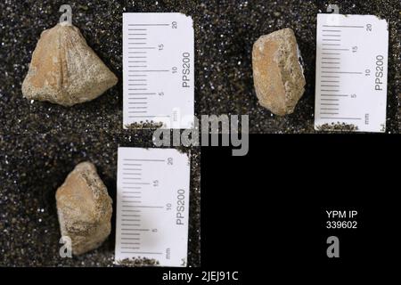 Pteria (Pseudoptera) fibrosa Meek & Hayden Stock Photo - Alamy