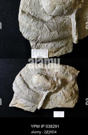 Cruziana pectinata Seilacher Stock Photo - Alamy