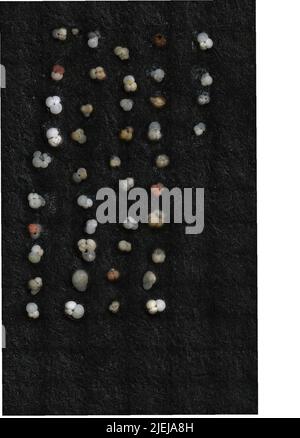 Globigerinoides ruber (d'Orbigny, 1839 Stock Photo - Alamy