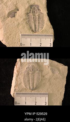 Modocia laevinucha Robison, 1964 Stock Photo - Alamy