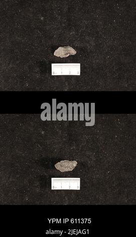 Monticulipora lycoperdon Say in Hall, Pal. N. Y. v. 1, 1847 Stock Photo ...