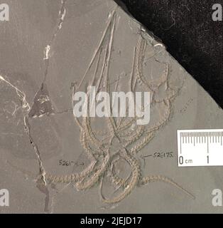 Furcaster palaeozoicus Sturtz Stock Photo - Alamy