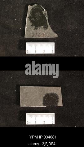 Hemiptera. IPB.00595: North Carolina. Rockingham County. insect layer ...