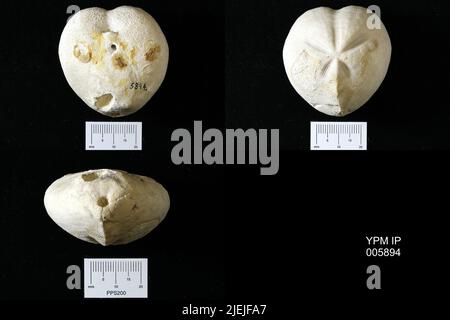 Micraster cortestudinarium (Goldfuss, 1829 Stock Photo - Alamy