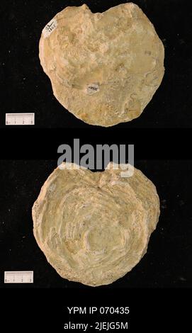 Heliolites nucella Foerste Stock Photo - Alamy