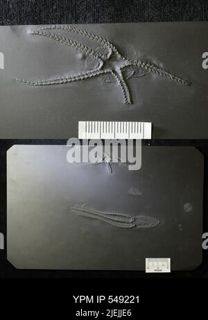 Furcaster palaeozoicus Sturtz Stock Photo - Alamy
