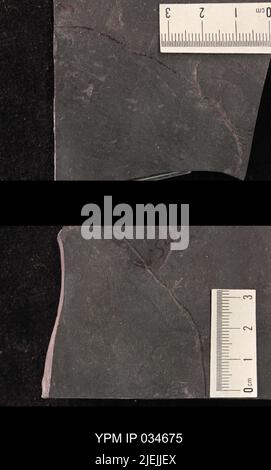 Hexapoda. IPB.00595: North Carolina. Rockingham County. insect layer ...