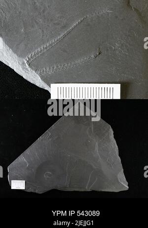 Furcaster palaeozoicus Sturtz Stock Photo - Alamy