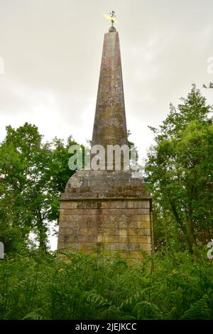 Sunlit Conifer Forest Stock Photo - Alamy