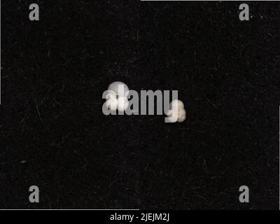 Subbotina eocaena (von Guembel, 1868 Stock Photo - Alamy