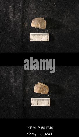 Lingula cincinnatiensis Hall & Whitfield, 1875 Stock Photo - Alamy