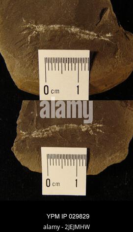 Palaeocaris typus Meek & Worthen Stock Photo - Alamy