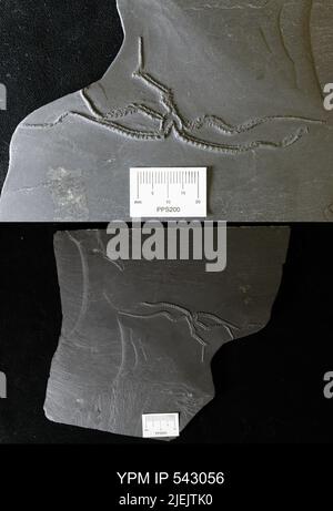 Furcaster palaeozoicus Sturtz Stock Photo - Alamy