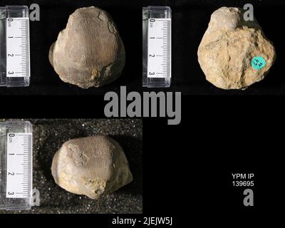 Productus (Linoproductus) lineatus Stock Photo - Alamy