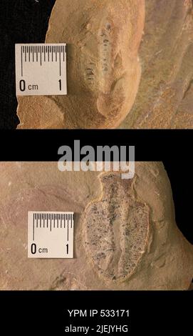 Elrathia kingi (Meek Stock Photo - Alamy