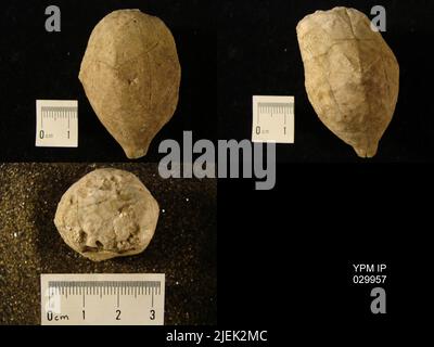 Caryocrinites ornatus Say Stock Photo - Alamy