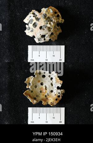 Entobia isp.; borings (by Cliona sp.) on Ostrea virginica, with ...