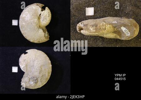 Jeletzkytes spedeni Landman & Waage Stock Photo - Alamy