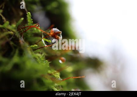 icy drop in moss macro Stock Photo - Alamy