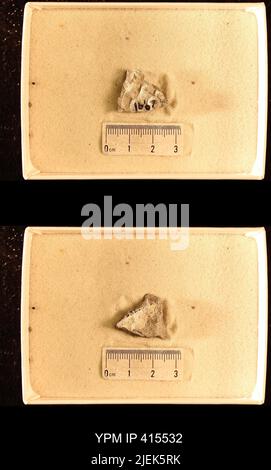 Dalmanella meeki (Miller, 1875 Stock Photo - Alamy