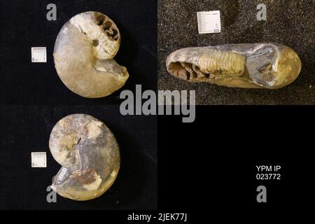 Jeletzkytes spedeni Landman & Waage Stock Photo - Alamy