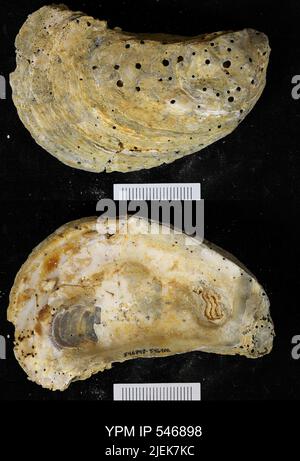 Ostrea virginiana Lister Stock Photo - Alamy
