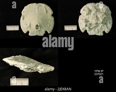 Encope cf. macrophora Ravenel, 1842 Stock Photo - Alamy