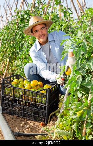 Young man picking underripe tomatoes in small farm garden Stock Photo ...