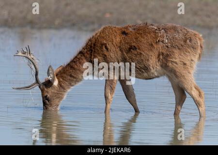 Swamp deer, also known as barasinga (Rucervus duvaucelii), feeding in ...