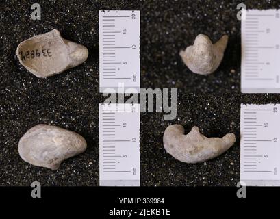 Gryphea washitaensis Hill Stock Photo - Alamy